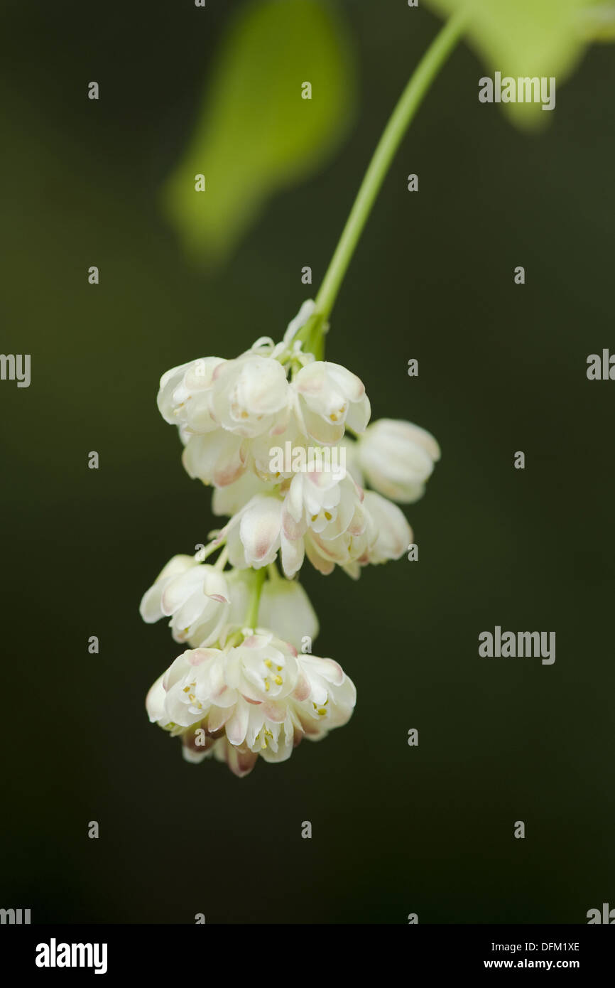 european bladdernut, staphylea pinnata Stock Photo - Alamy