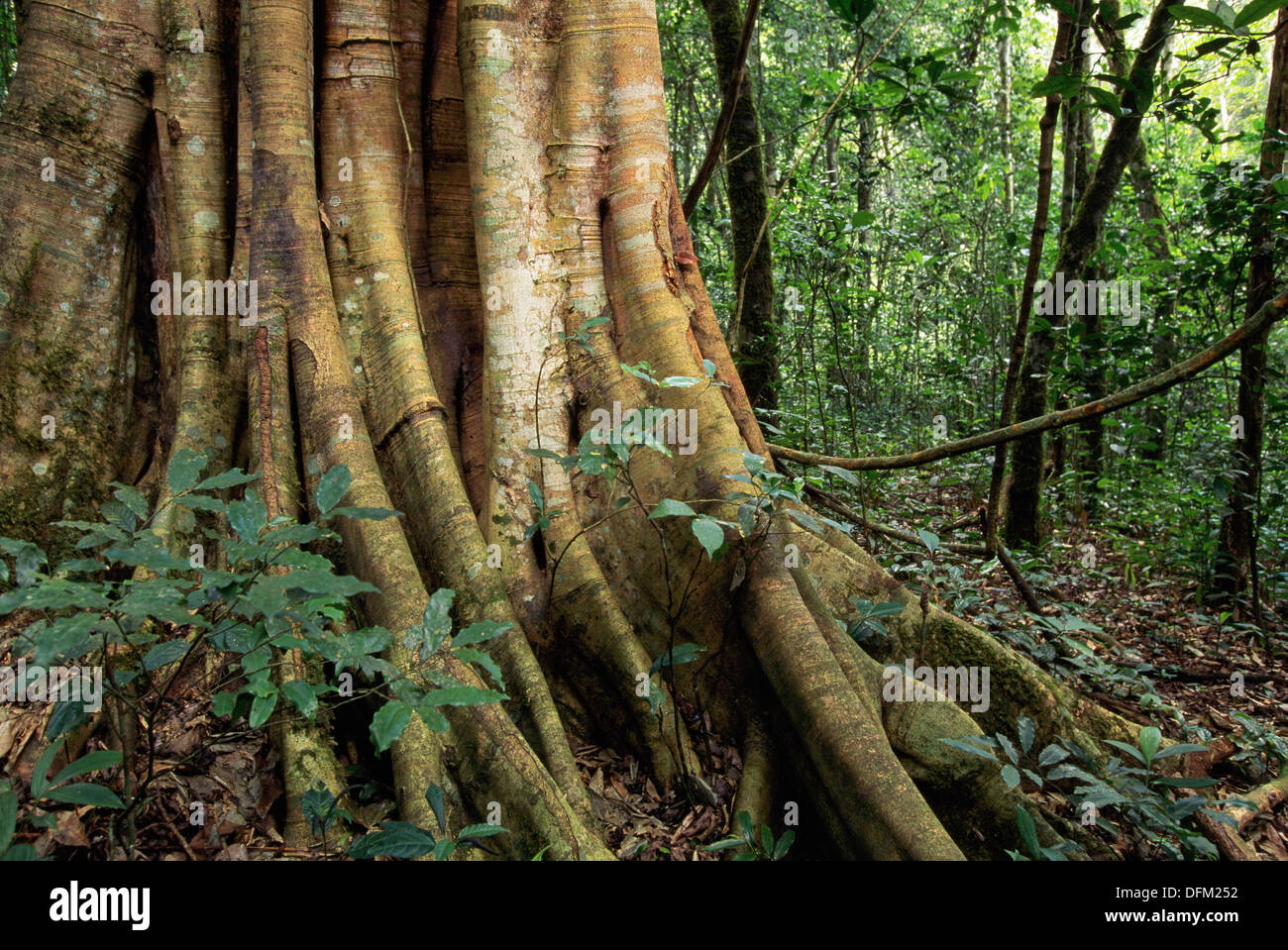 Bwindi forest wood green park uganda hi-res stock photography and ...