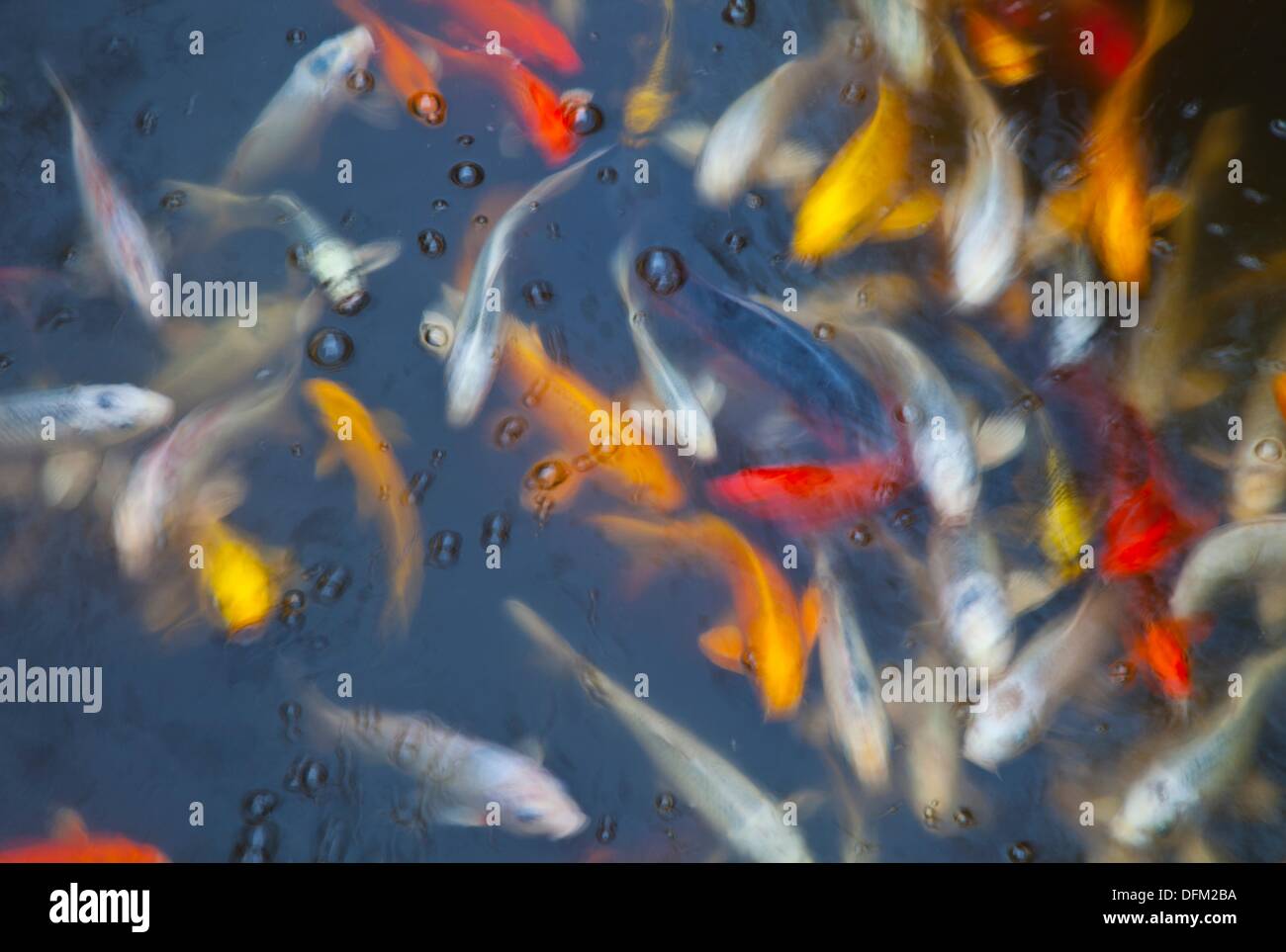 Koi Fish Tumblr Theme