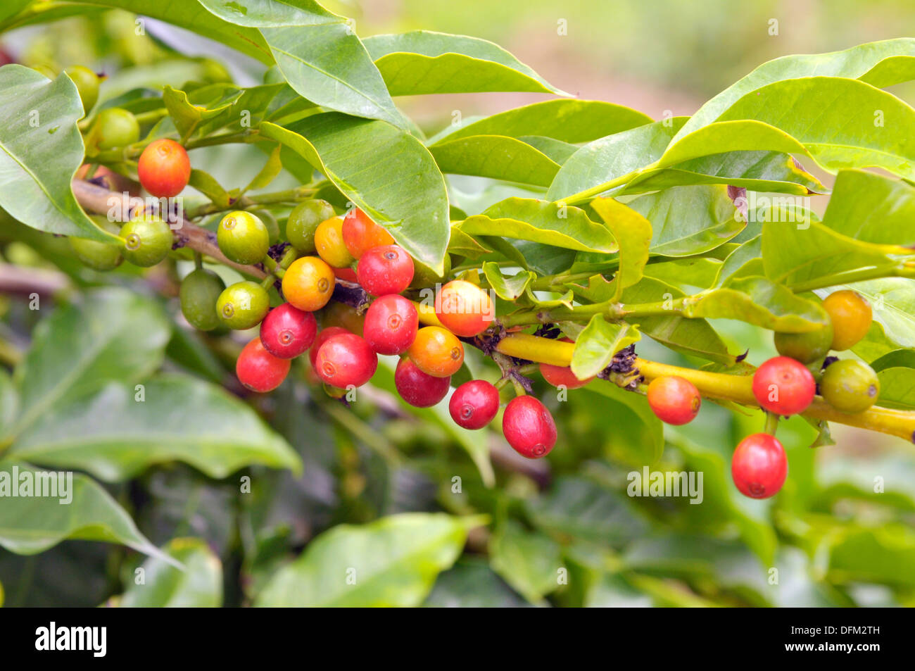 Hawaii bean hi-res stock photography and images - Alamy