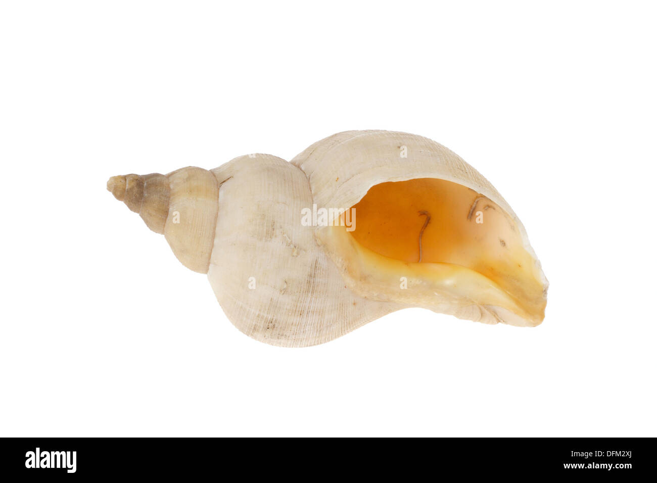 one shell, photo on the white background Stock Photo - Alamy