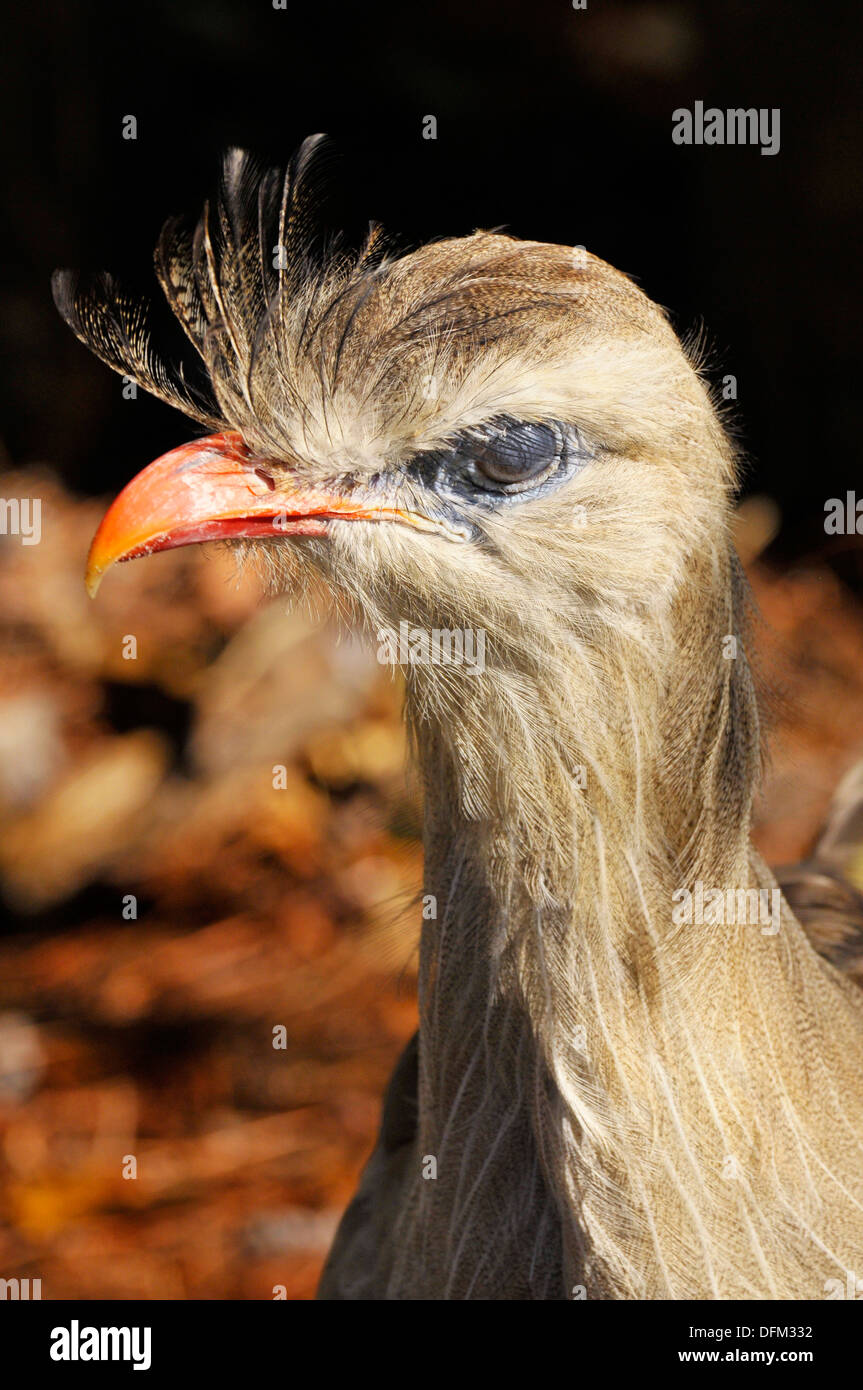 Red legged seriema bird hi-res stock photography and images - Alamy