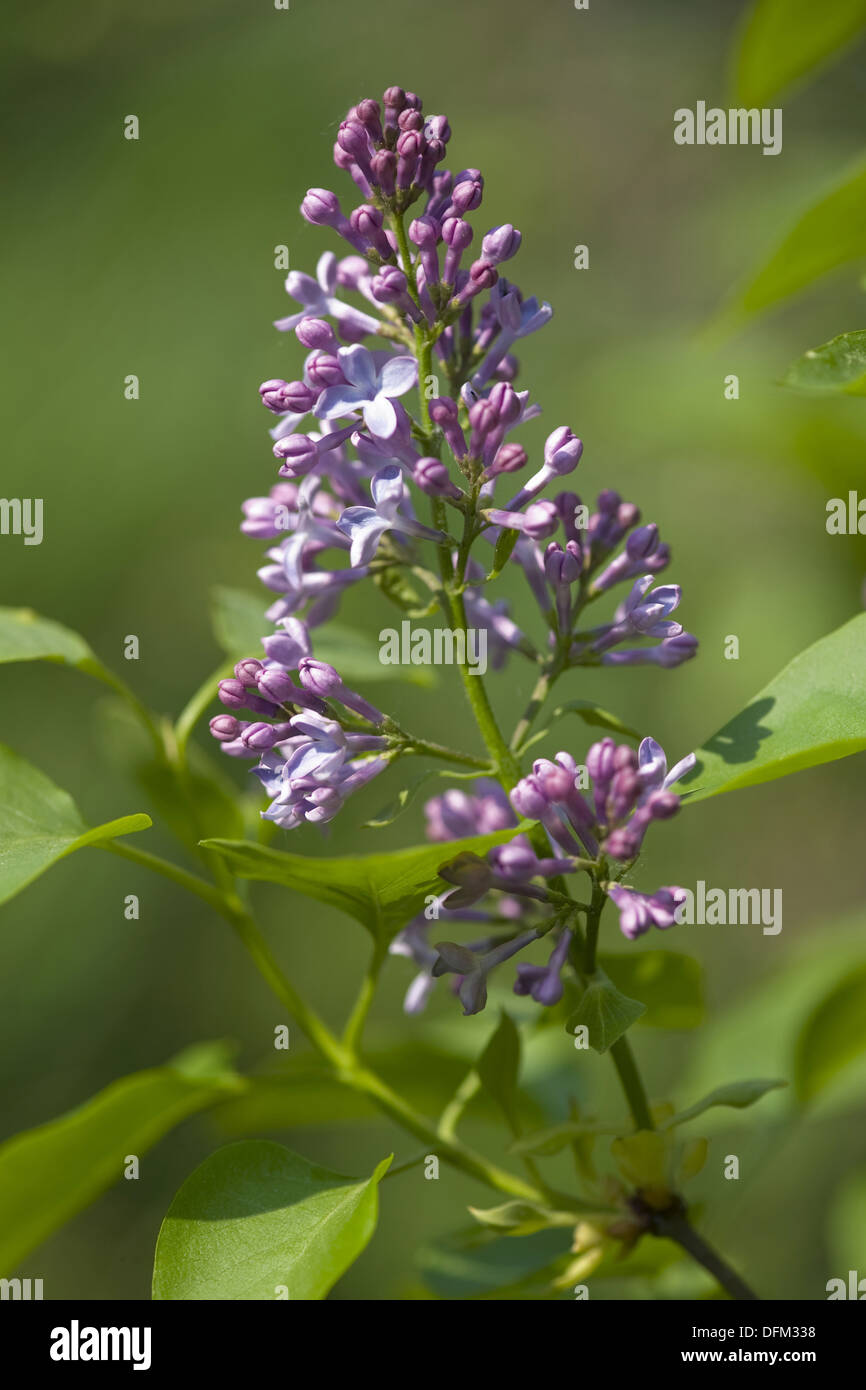 Syringe vulgaris hi-res stock photography and images - Alamy