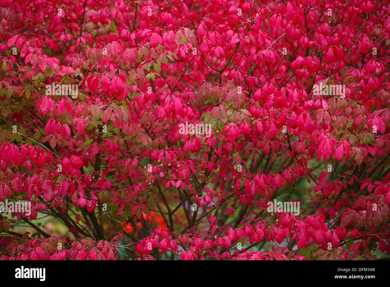Burning bush hi-res stock photography and images - Alamy