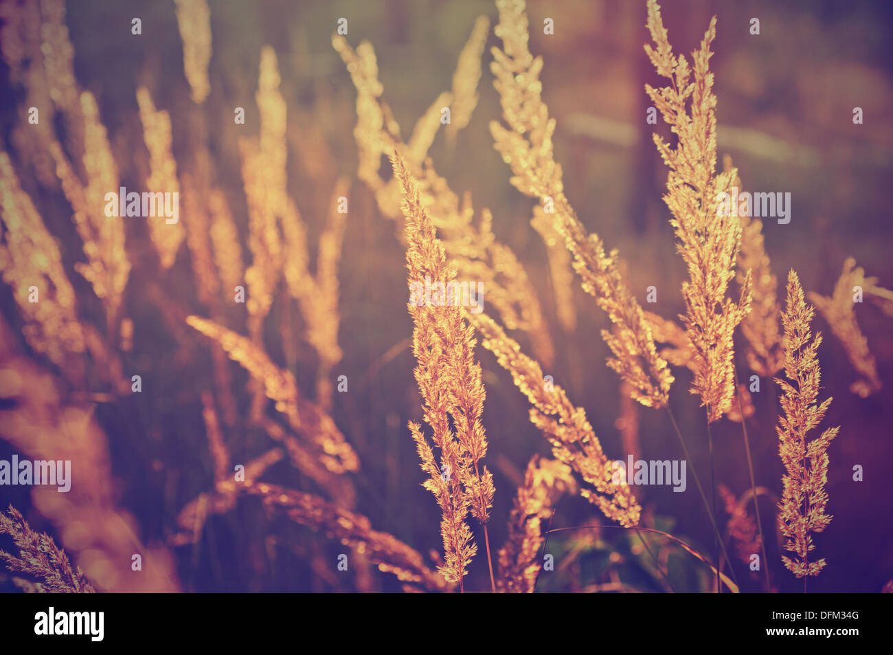 Autumn vintage plants Stock Photo - Alamy