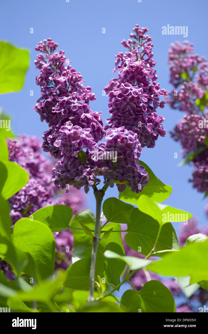 Purple syringa vulgaris hi-res stock photography and images - Alamy