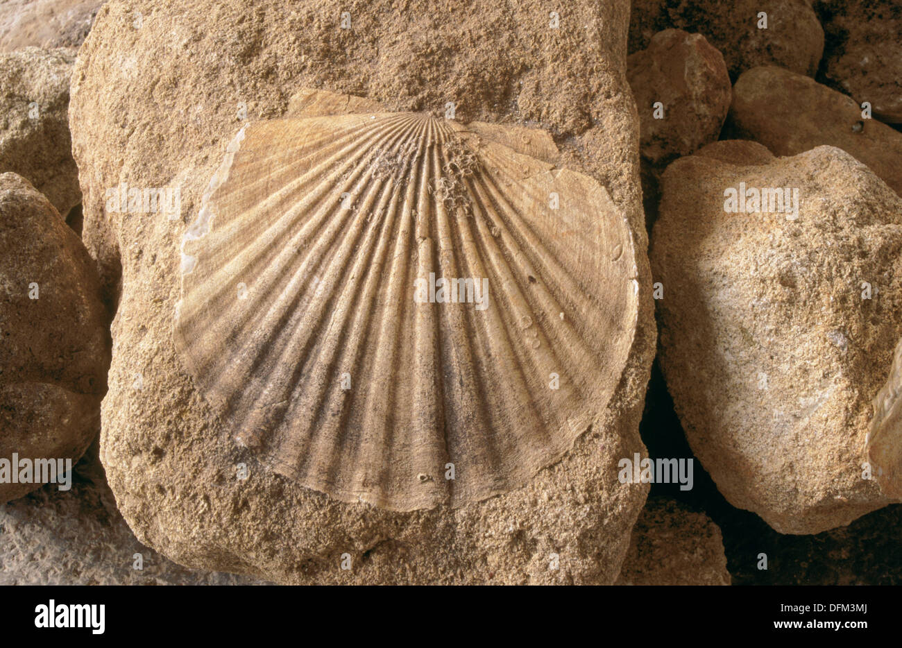 Pecten fossil hi-res stock photography and images - Alamy