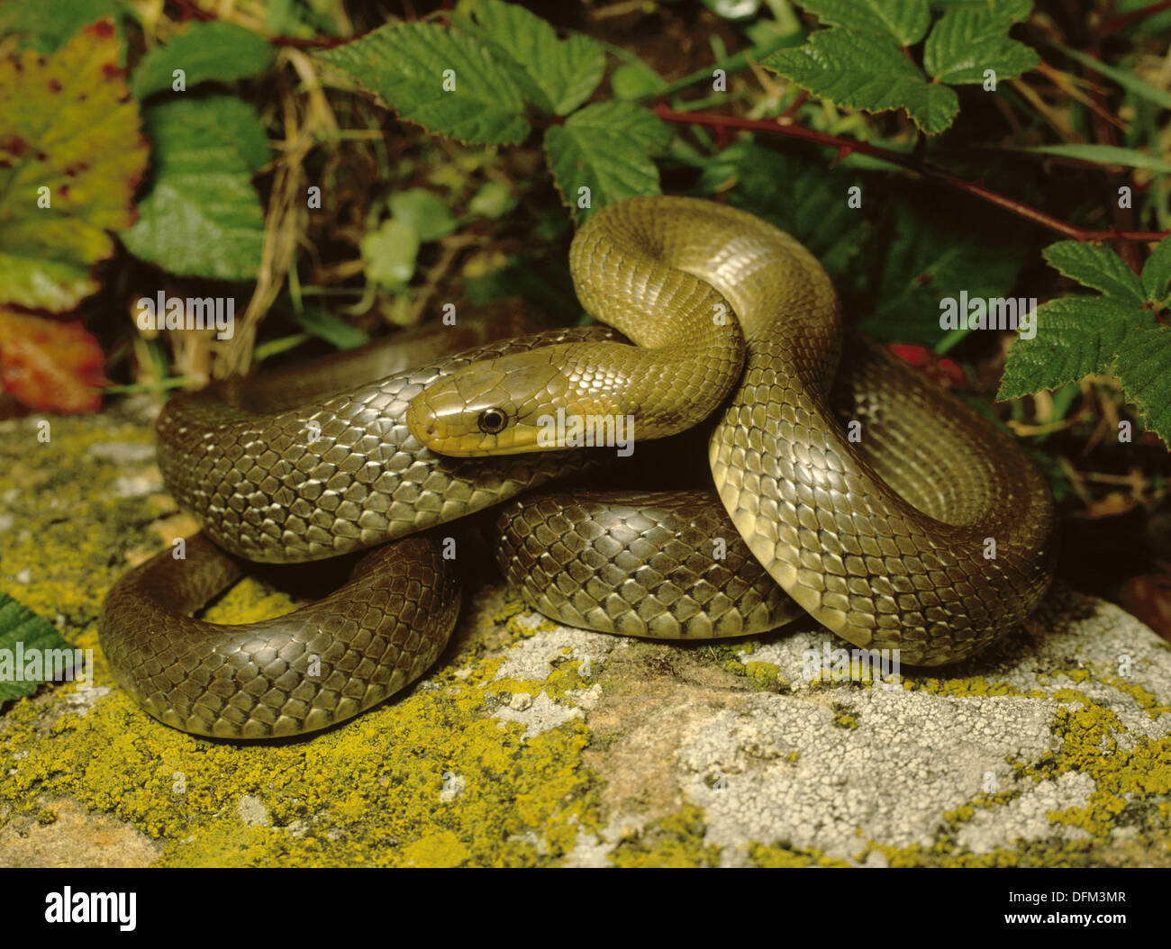 Elaphe longissima hi-res stock photography and images - Alamy