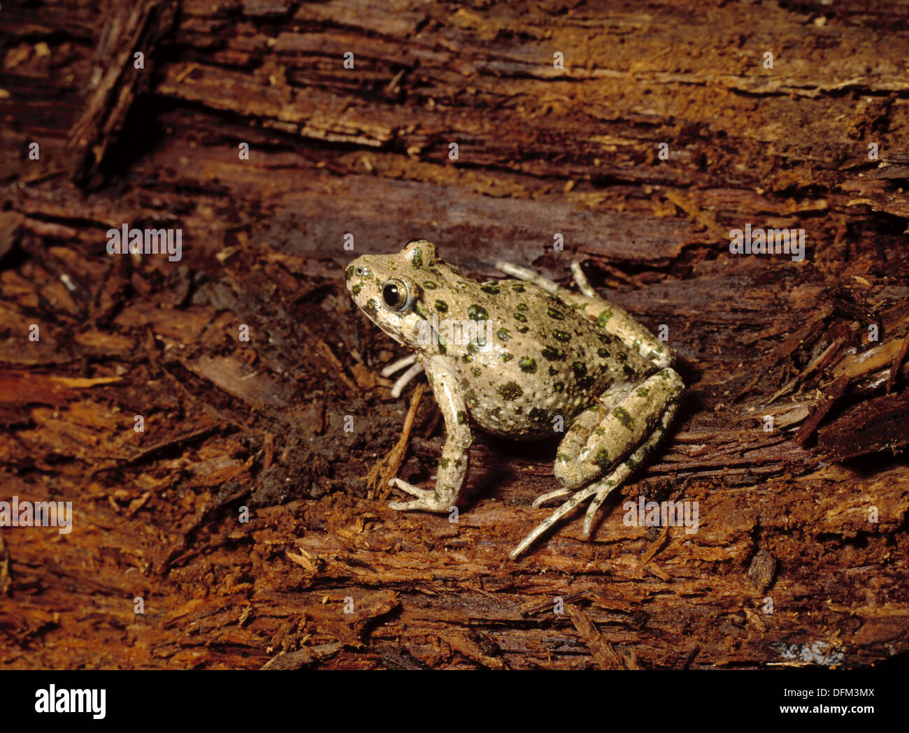 Pelodytes punctatus hi-res stock photography and images - Alamy