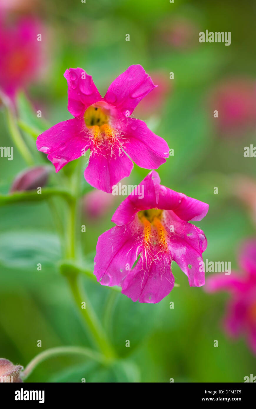 Mimulus Lewisii High Resolution Stock Photography and Images - Alamy