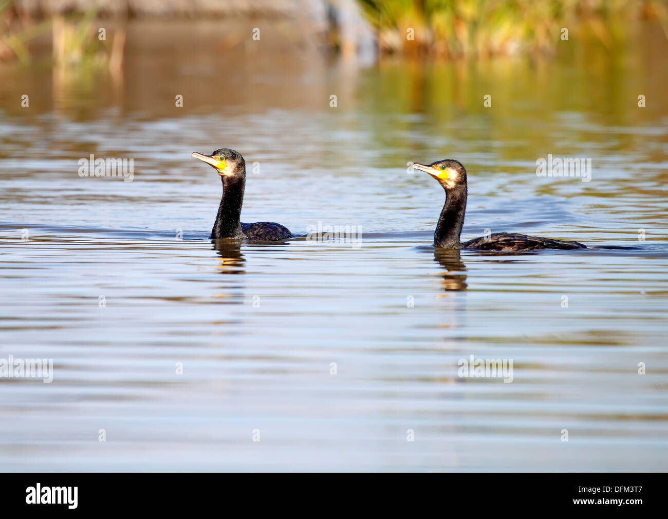 Great black color cormorant hi-res stock photography and images - Alamy