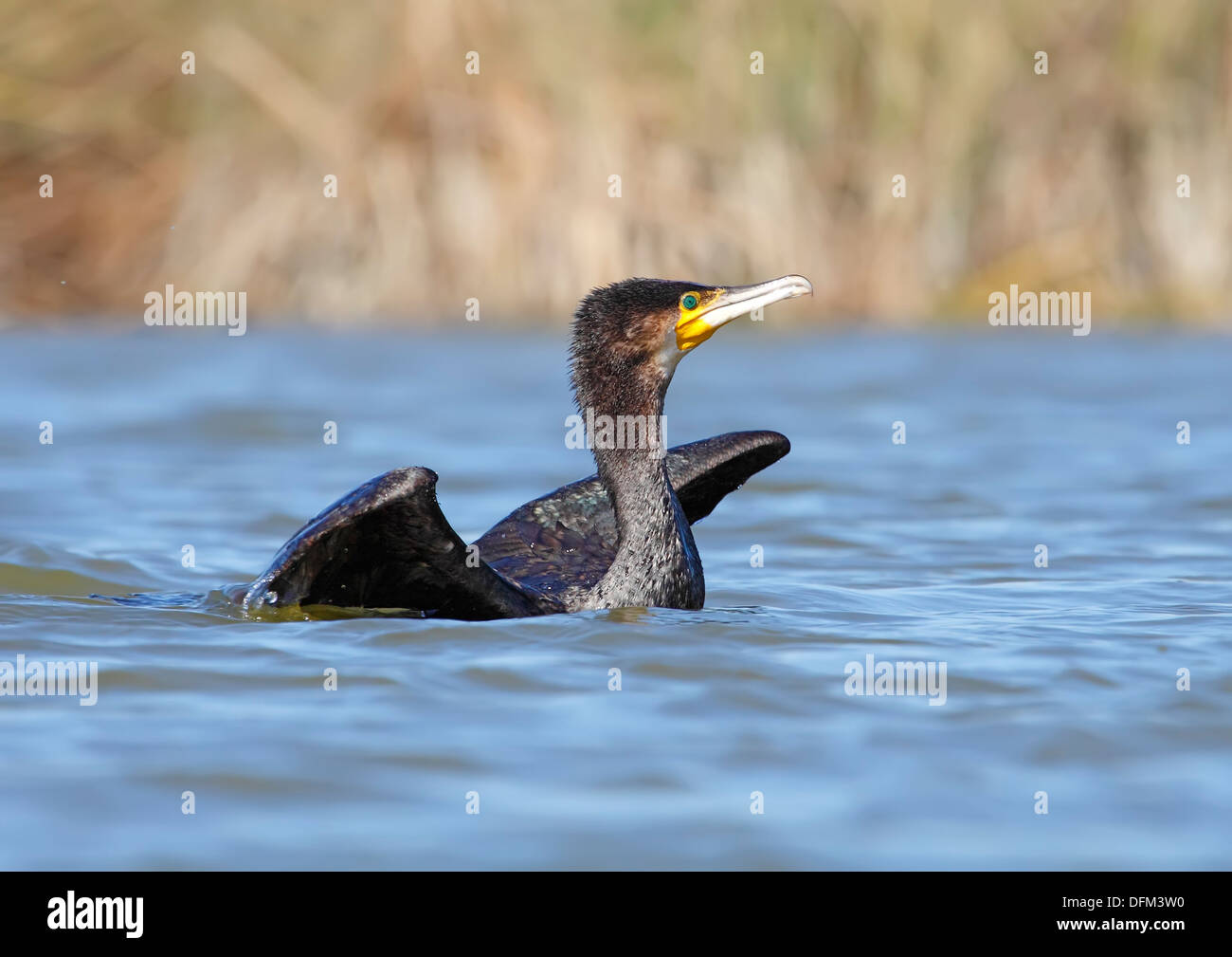 Great black color cormorant hi-res stock photography and images - Alamy