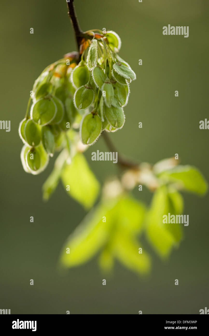 Elm tree seeds hi-res stock photography and images - Alamy