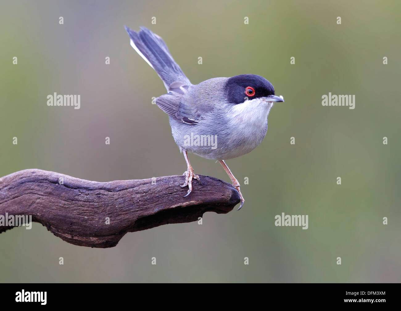 Sardinian warbler in a natural host state of freedom Stock Photo - Alamy
