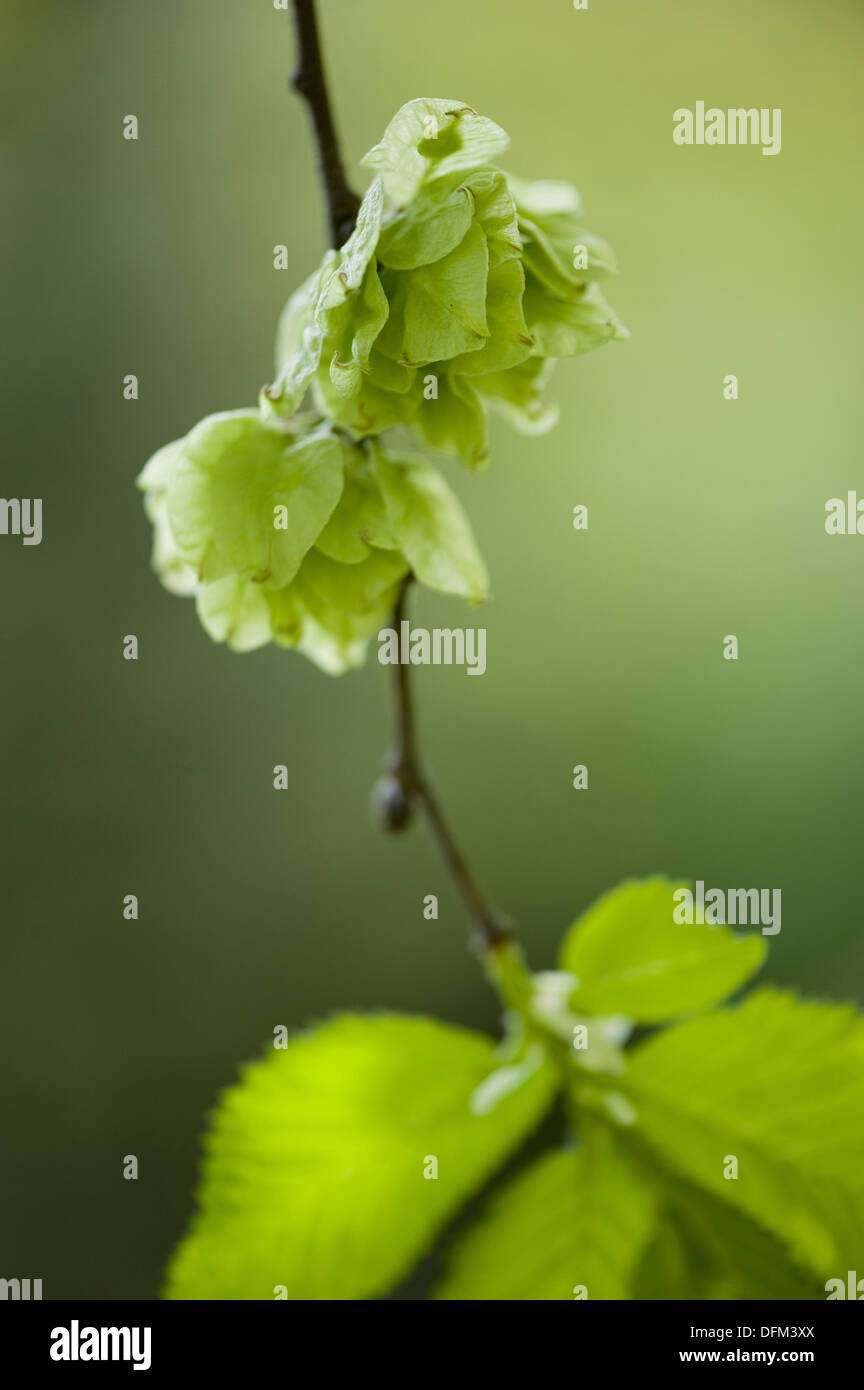 field elm, ulmus minor Stock Photo - Alamy