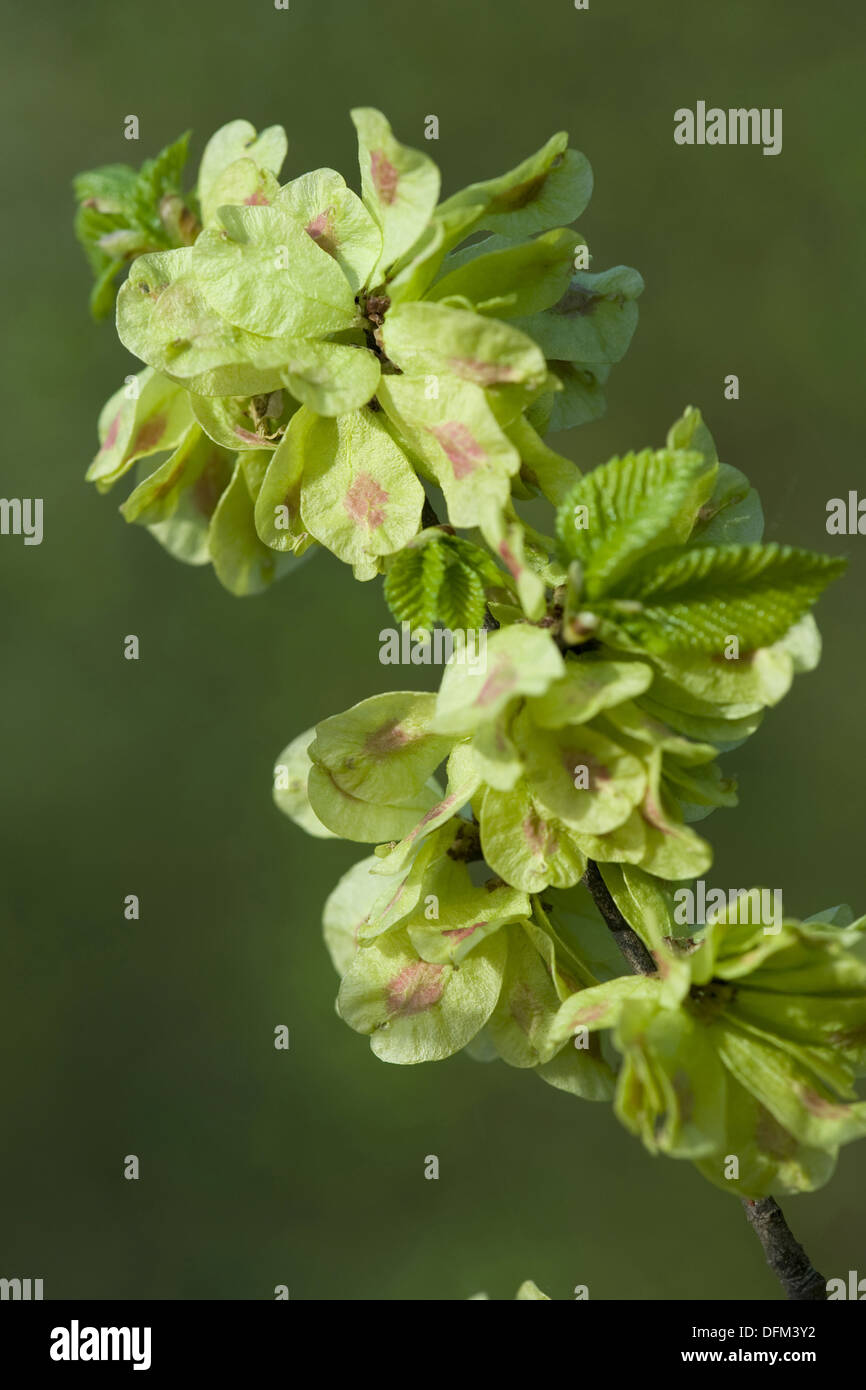field elm, ulmus minor Stock Photo - Alamy