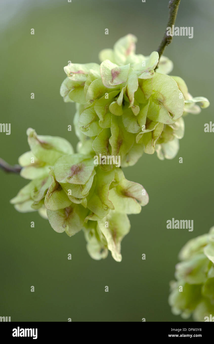Field Elms Stock Photos & Field Elms Stock Images - Alamy