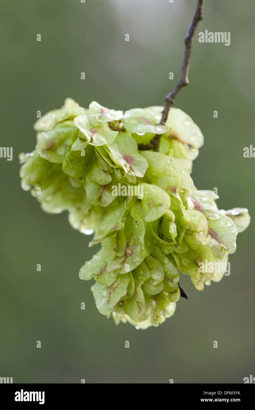 Field Elms Stock Photos & Field Elms Stock Images - Alamy