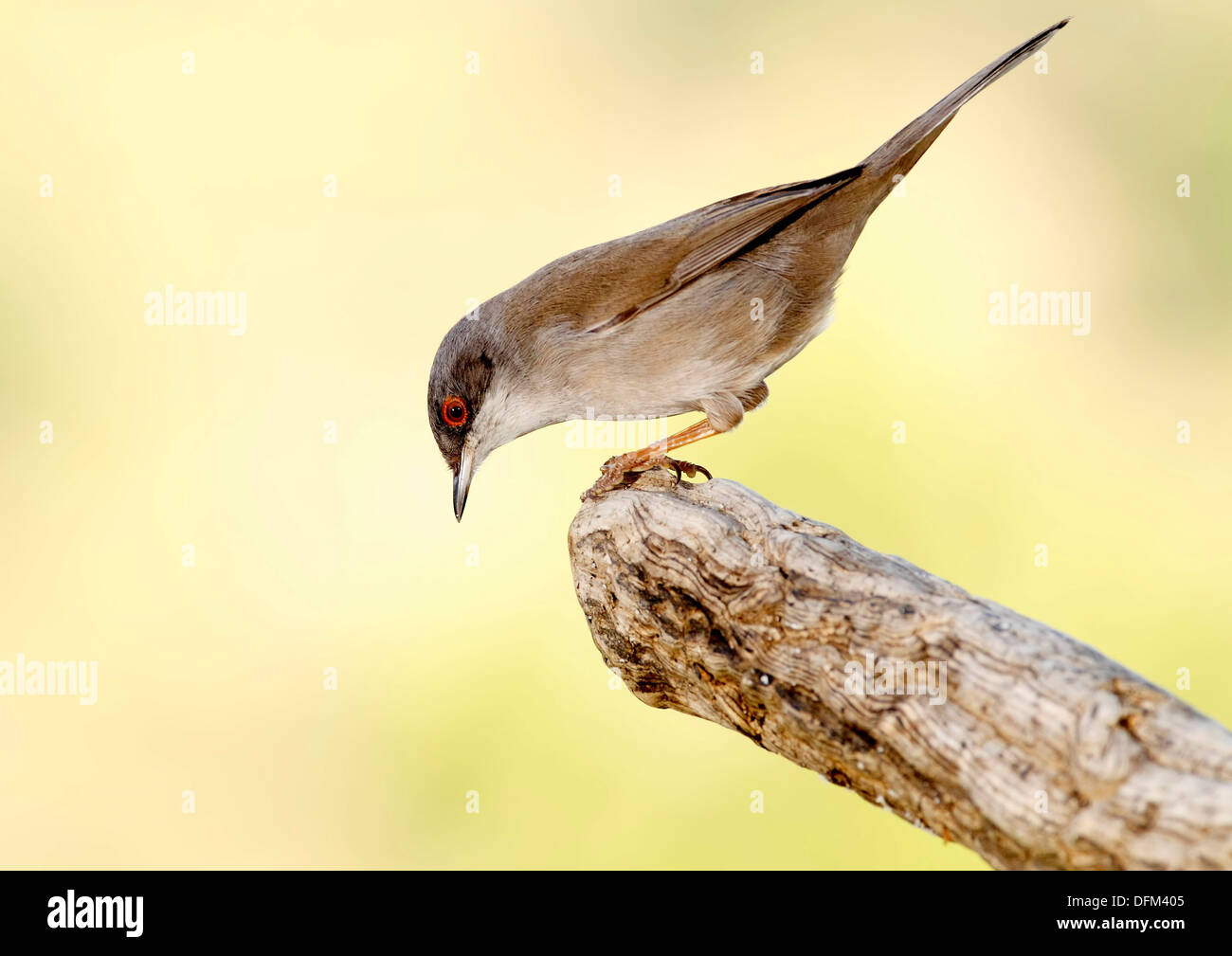 Sardinian warbler in a natural host state of freedom Stock Photo - Alamy