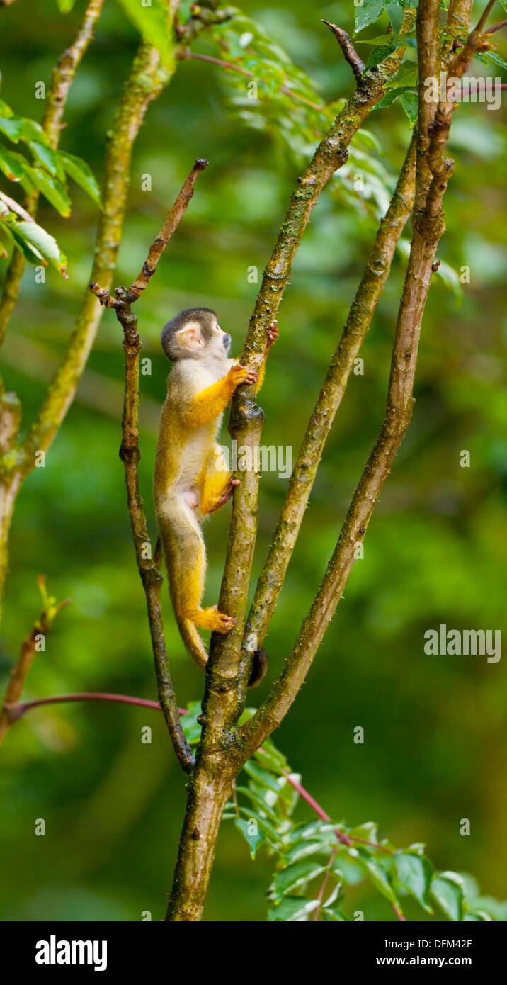 Saimiri sp hi-res stock photography and images - Alamy