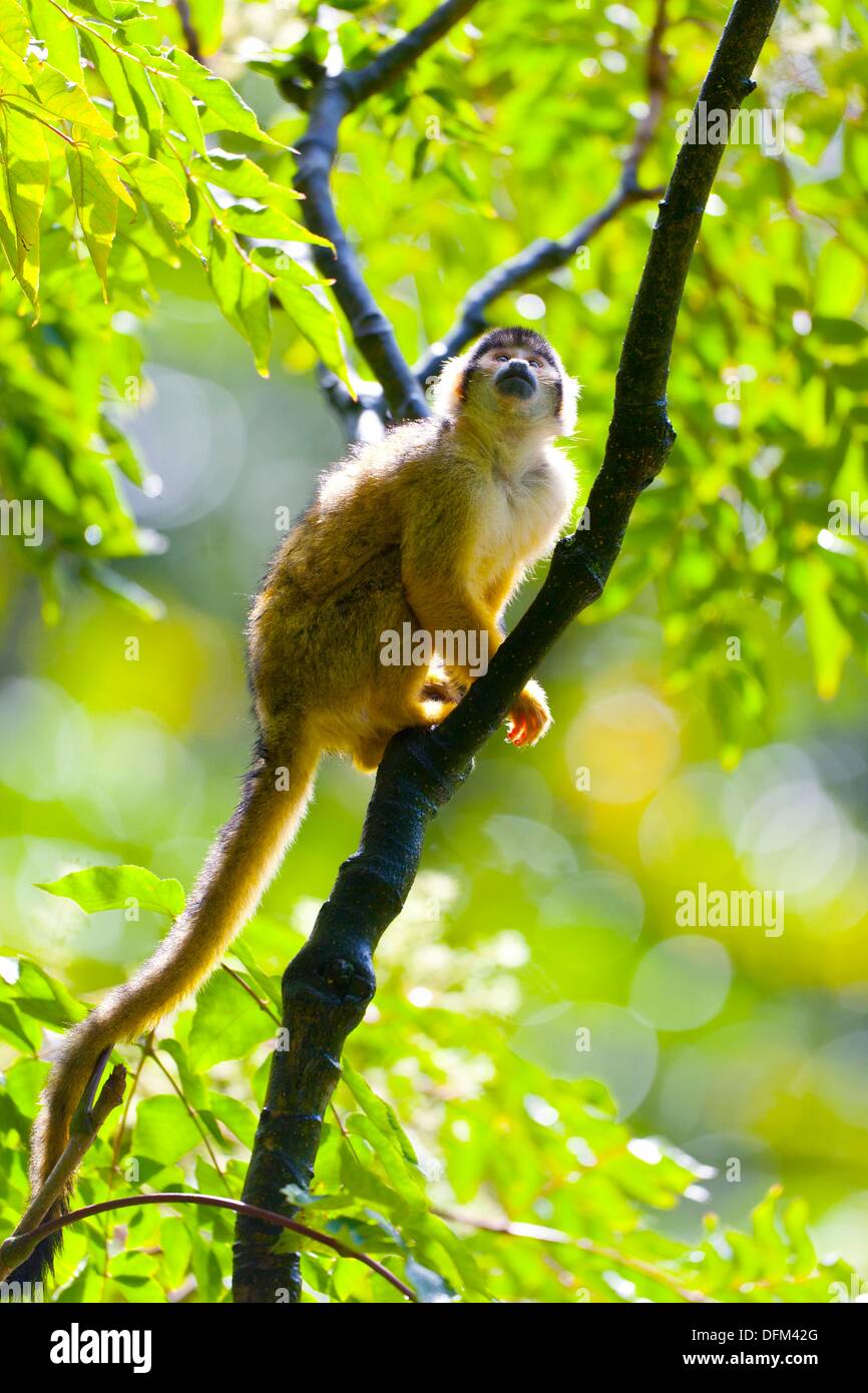 Saimiri sp hi-res stock photography and images - Alamy