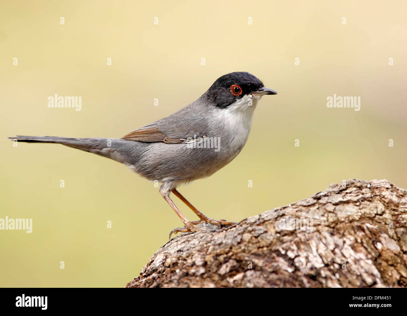 Sardinian warbler in a natural host state of freedom Stock Photo - Alamy