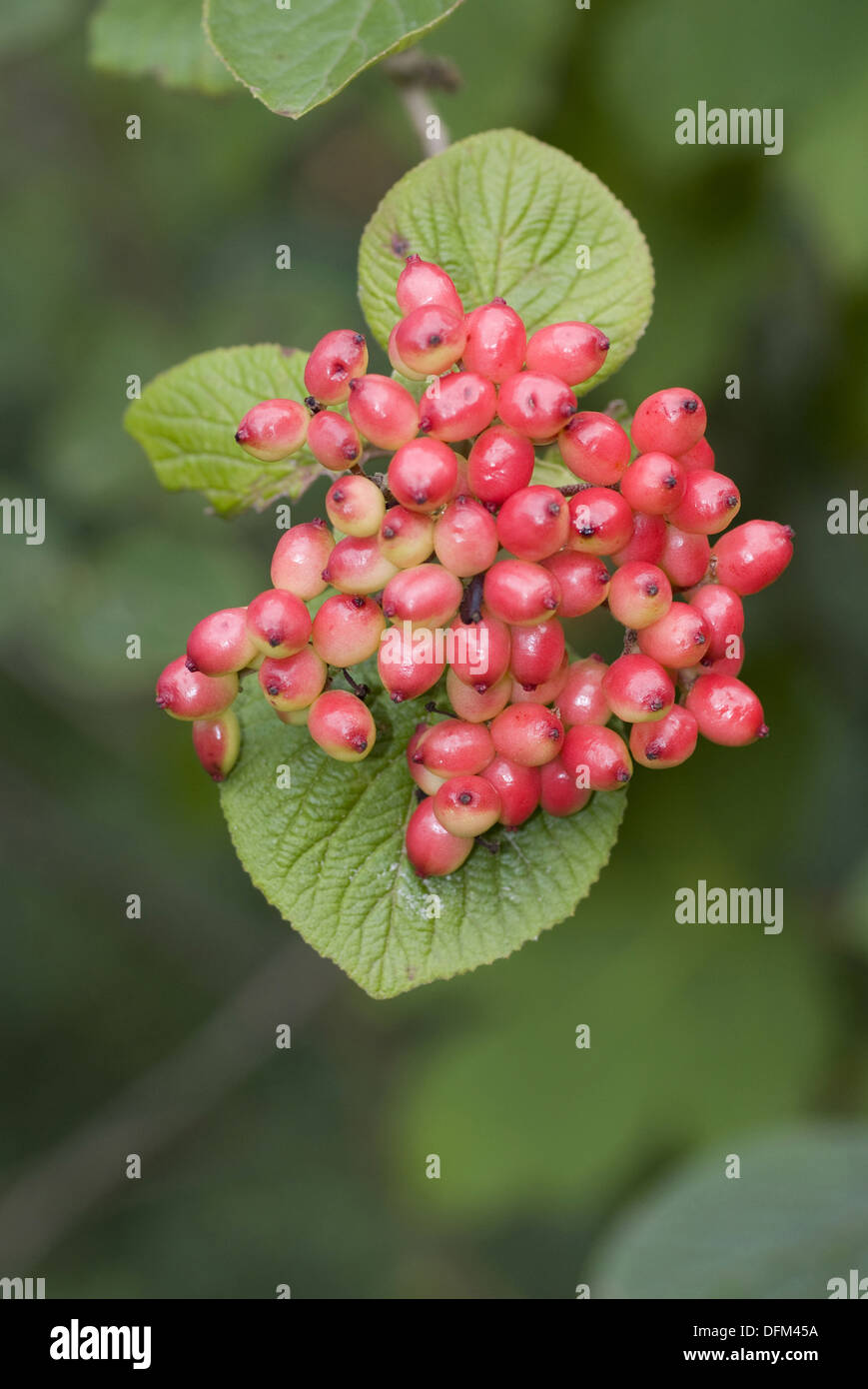 wayfaring tree, viburnum lantana Stock Photo - Alamy