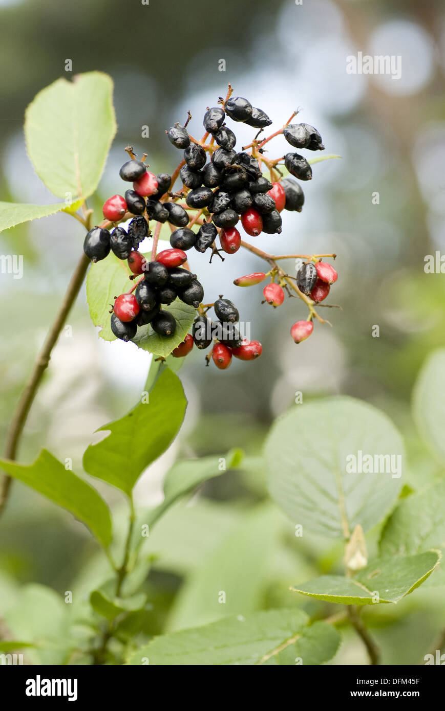 Wayfaring tree hi-res stock photography and images - Alamy