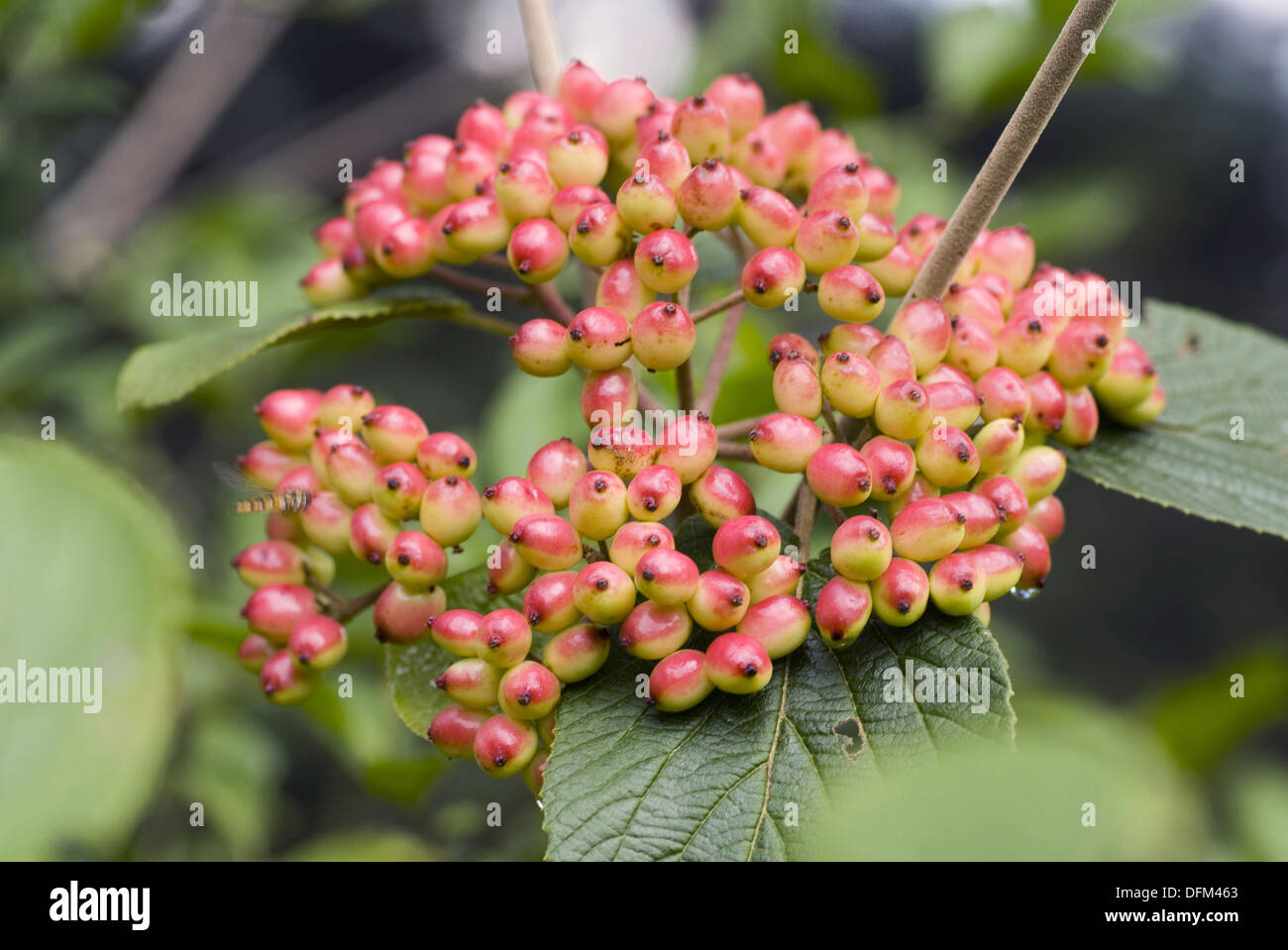 wayfaring tree, viburnum lantana Stock Photo - Alamy