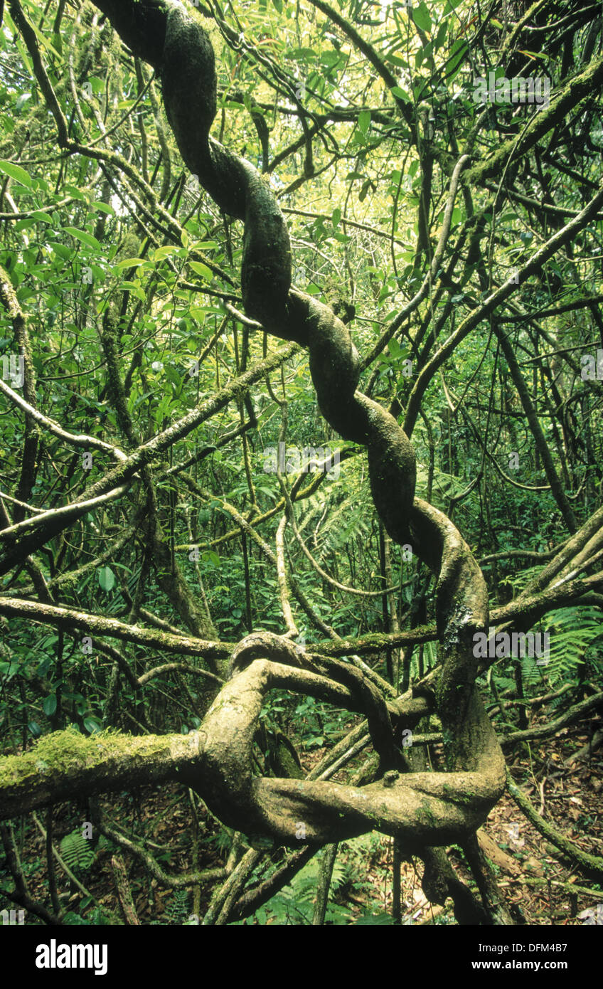Tropical rainforest with liane hi-res stock photography and images - Alamy