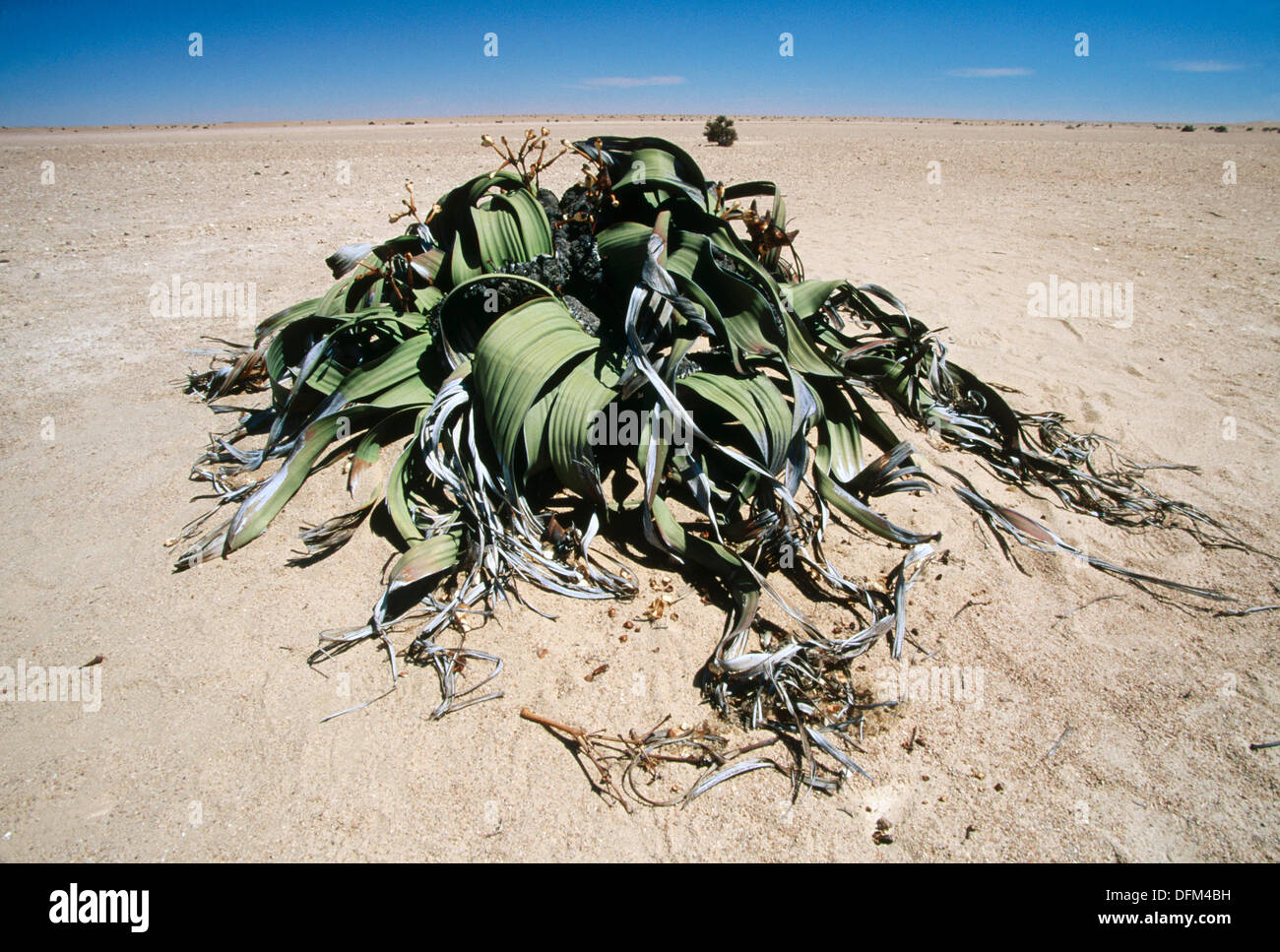 Welwitschia mirabilis damaraland namibia hi-res stock photography and ...