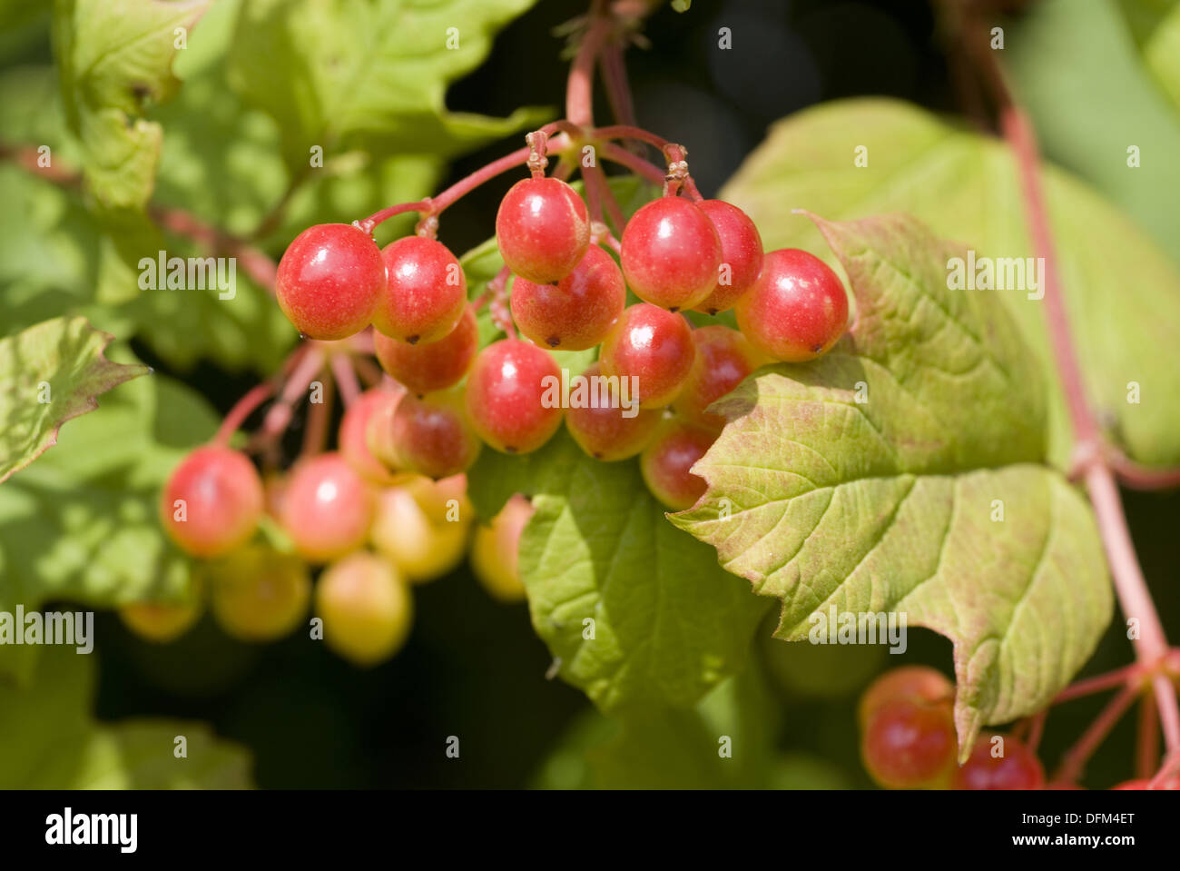 guelder rose, viburnum opulus Stock Photo - Alamy