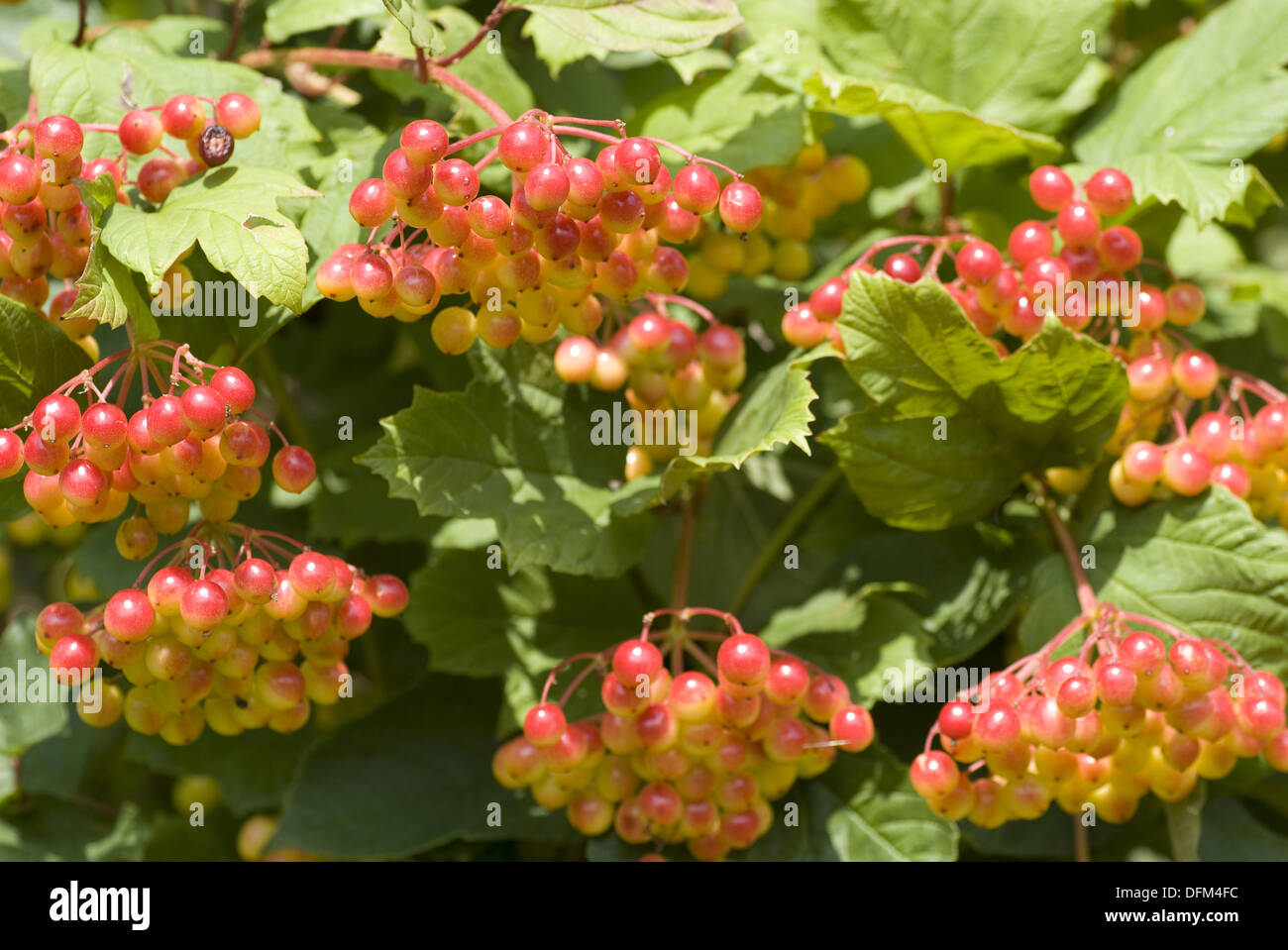 guelder rose, viburnum opulus Stock Photo - Alamy