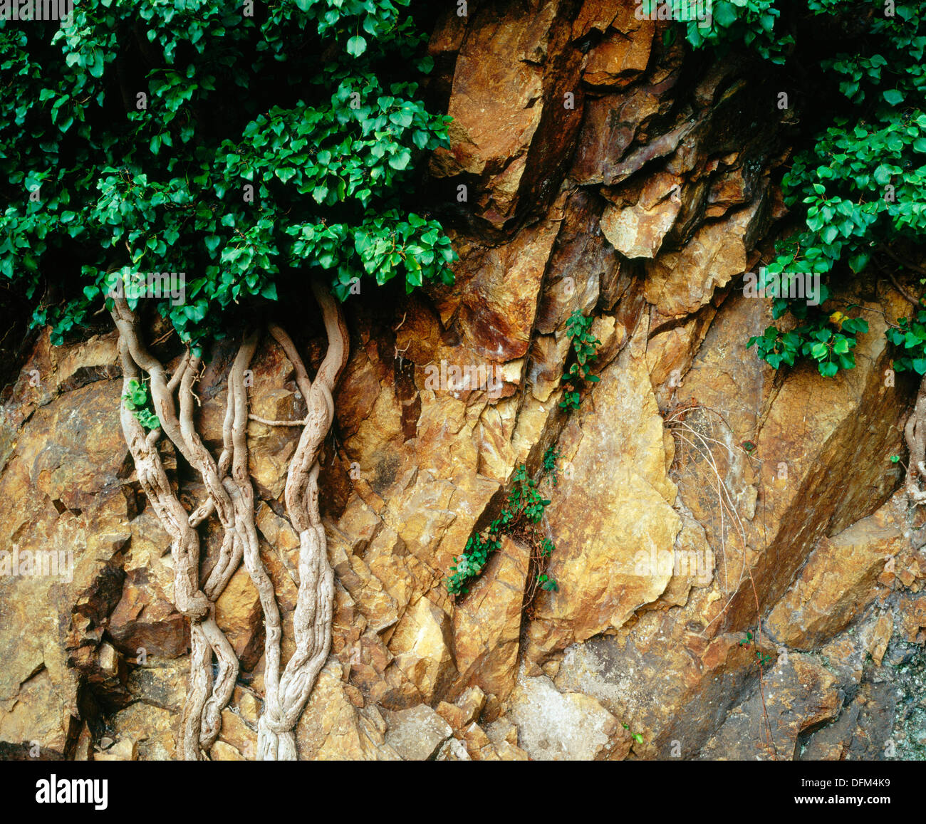 Natural image art hi-res stock photography and images - Alamy