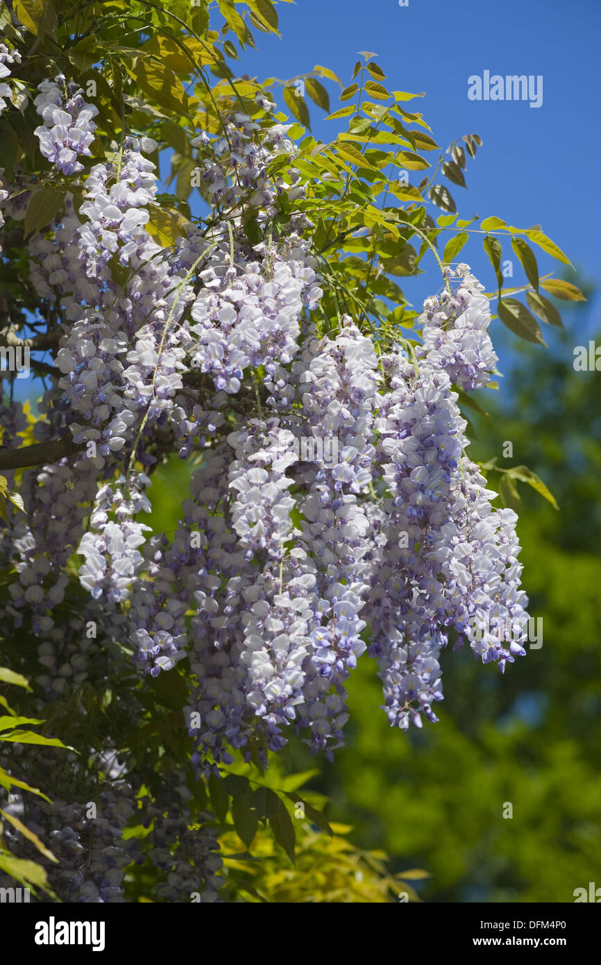 chinese wisteria, wisteria sinensis Stock Photo - Alamy