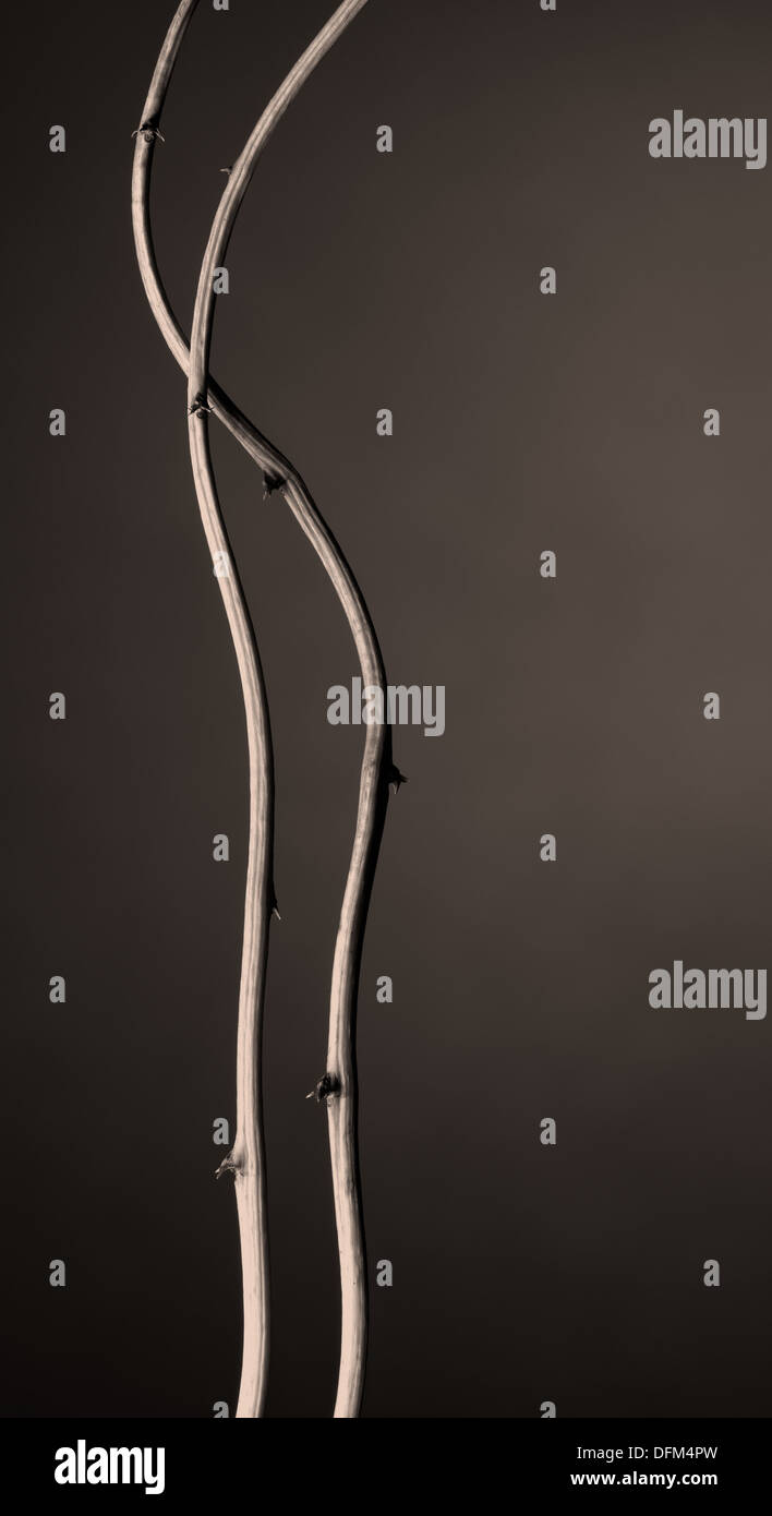Two twigs of creeper together, tinted image, vertical format Stock ...