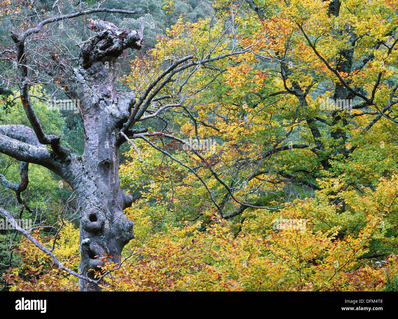 Valle De Salazar Navarre Spain High Resolution Stock Photography and ...