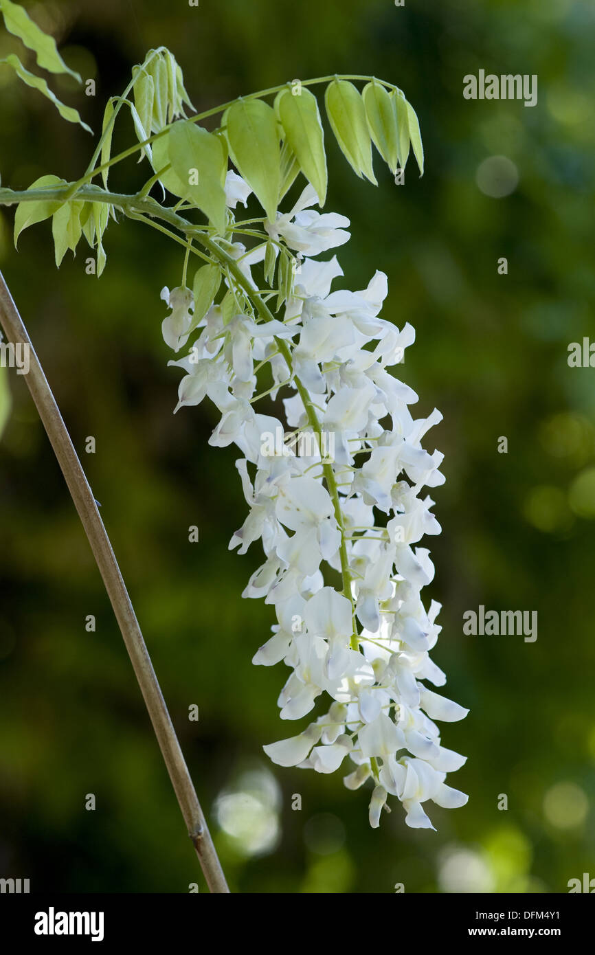 chinese wisteria, wisteria sinensis Stock Photo - Alamy