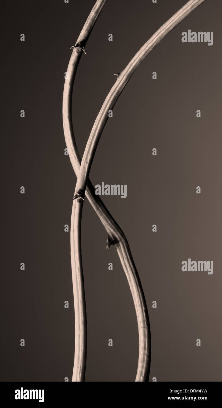 Two twigs of creeper together, tinted image, vertical format Stock ...