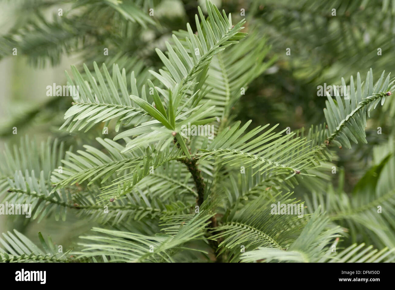 wollemi pine, wollemia nobilis Stock Photo - Alamy