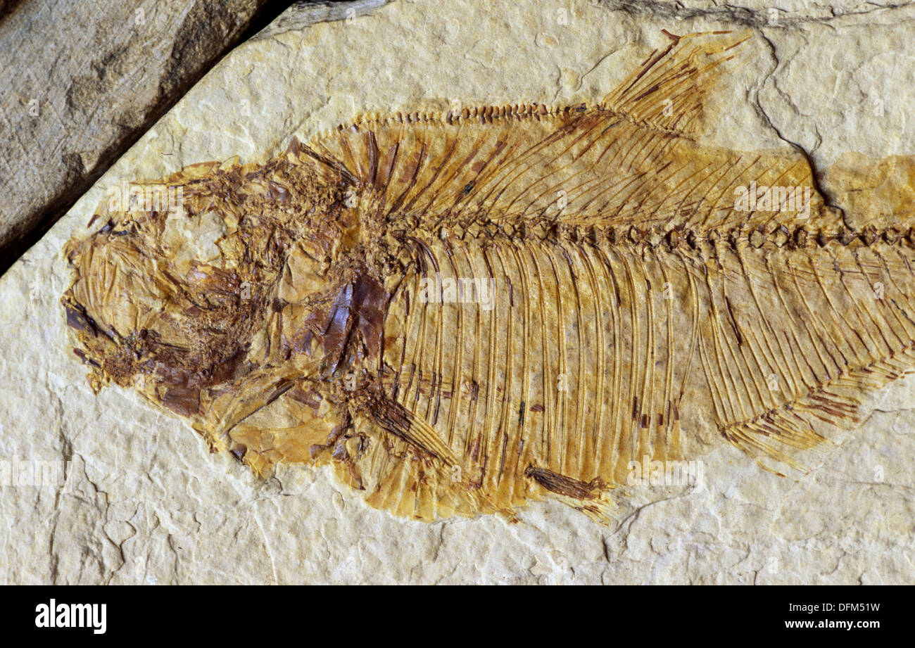 Knightia hi-res stock photography and images - Alamy