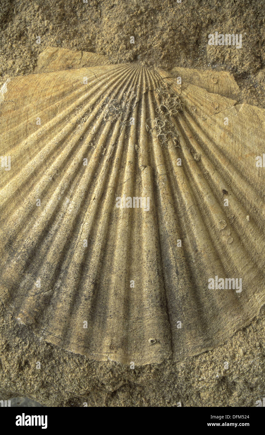 Pecten fossil hi-res stock photography and images - Alamy