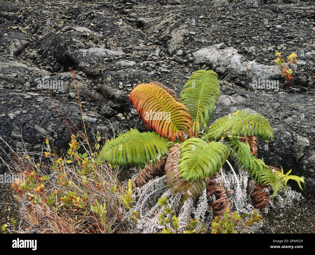 Amau Fern High Resolution Stock Photography and Images - Alamy