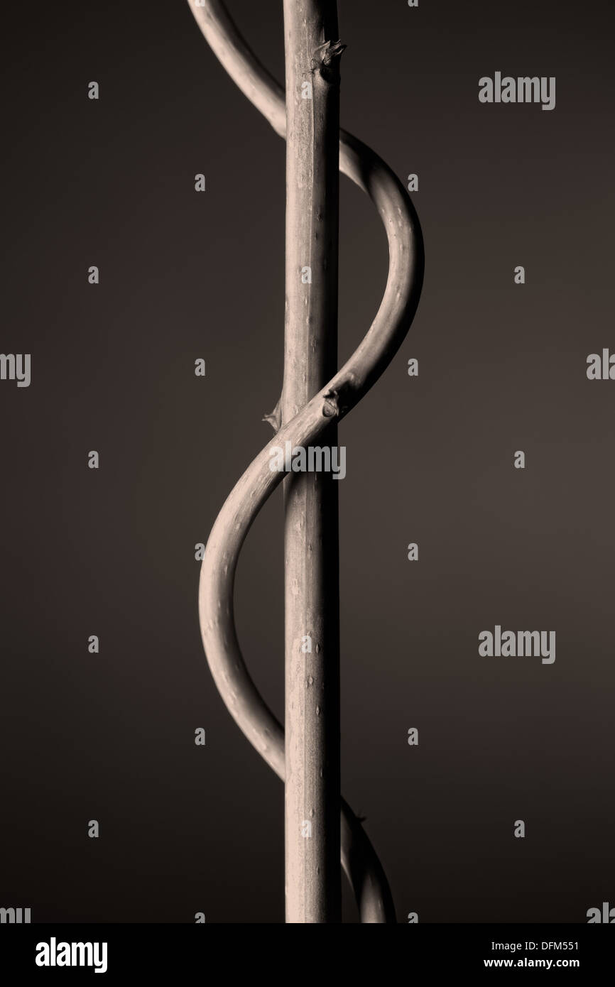 Creeper twist around the twig, tinted image, vertical format Stock ...