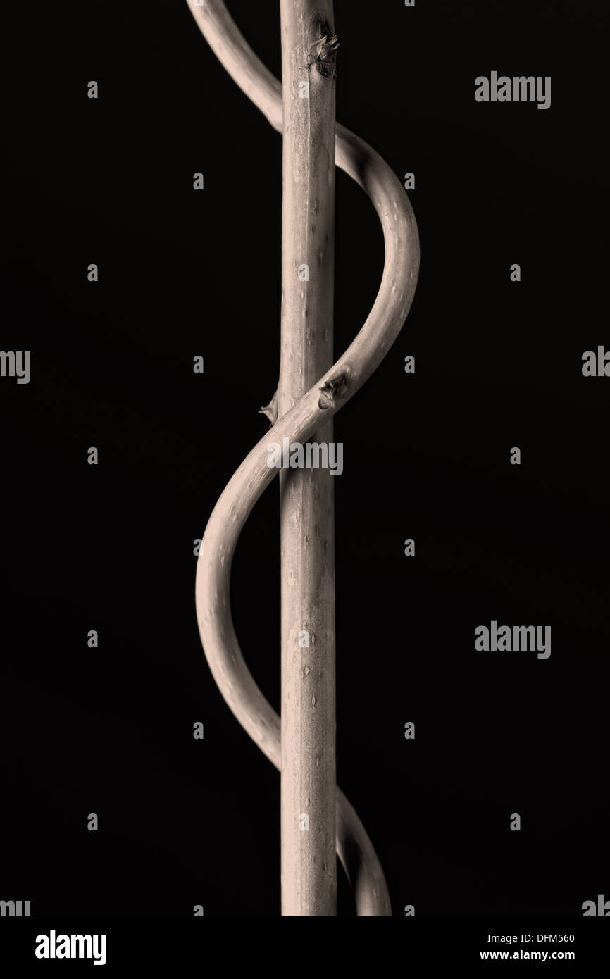 Creeper twist around the twig, tinted image, dark background and ...