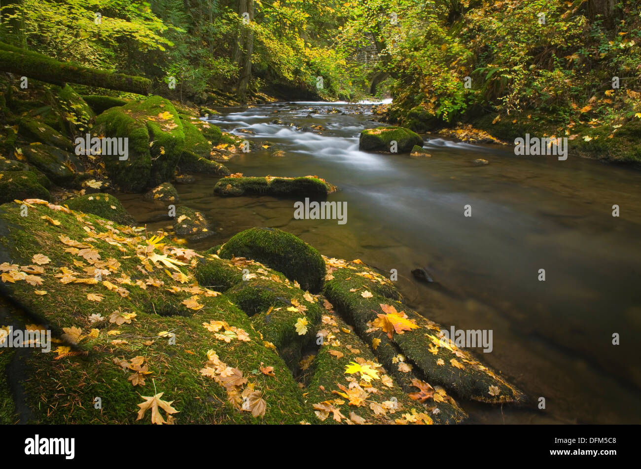 Whatcom creek in fall hi-res stock photography and images - Alamy