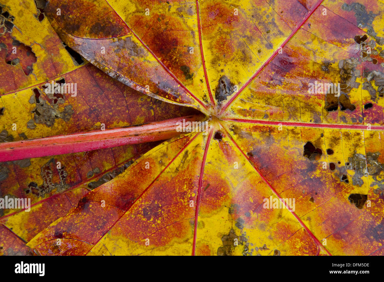 Binuang hi-res stock photography and images - Alamy