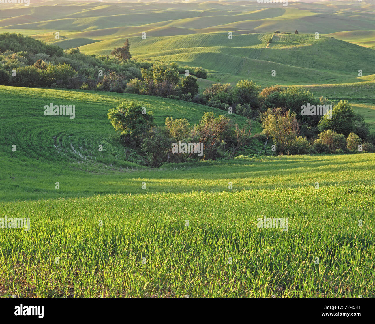 Plain washington hi-res stock photography and images - Alamy