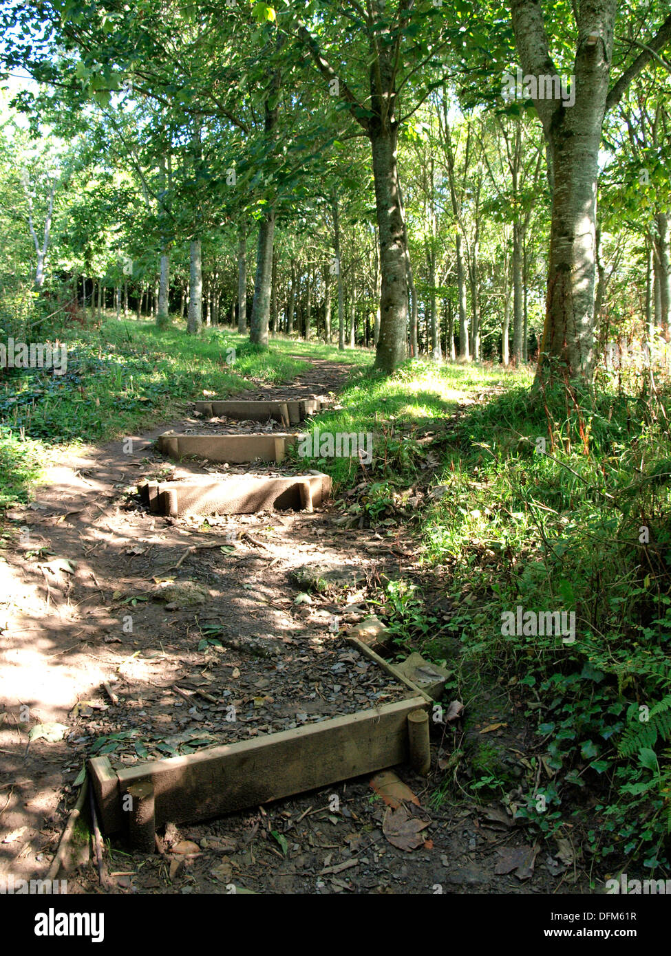 Woodland wooden steps hi-res stock photography and images - Alamy