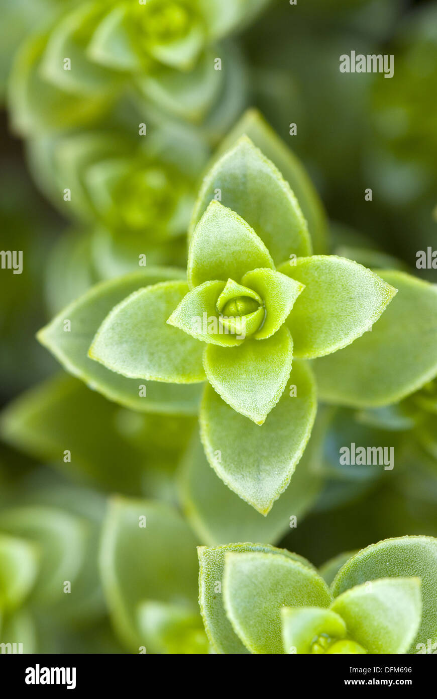 Sea sandwort hi-res stock photography and images - Alamy